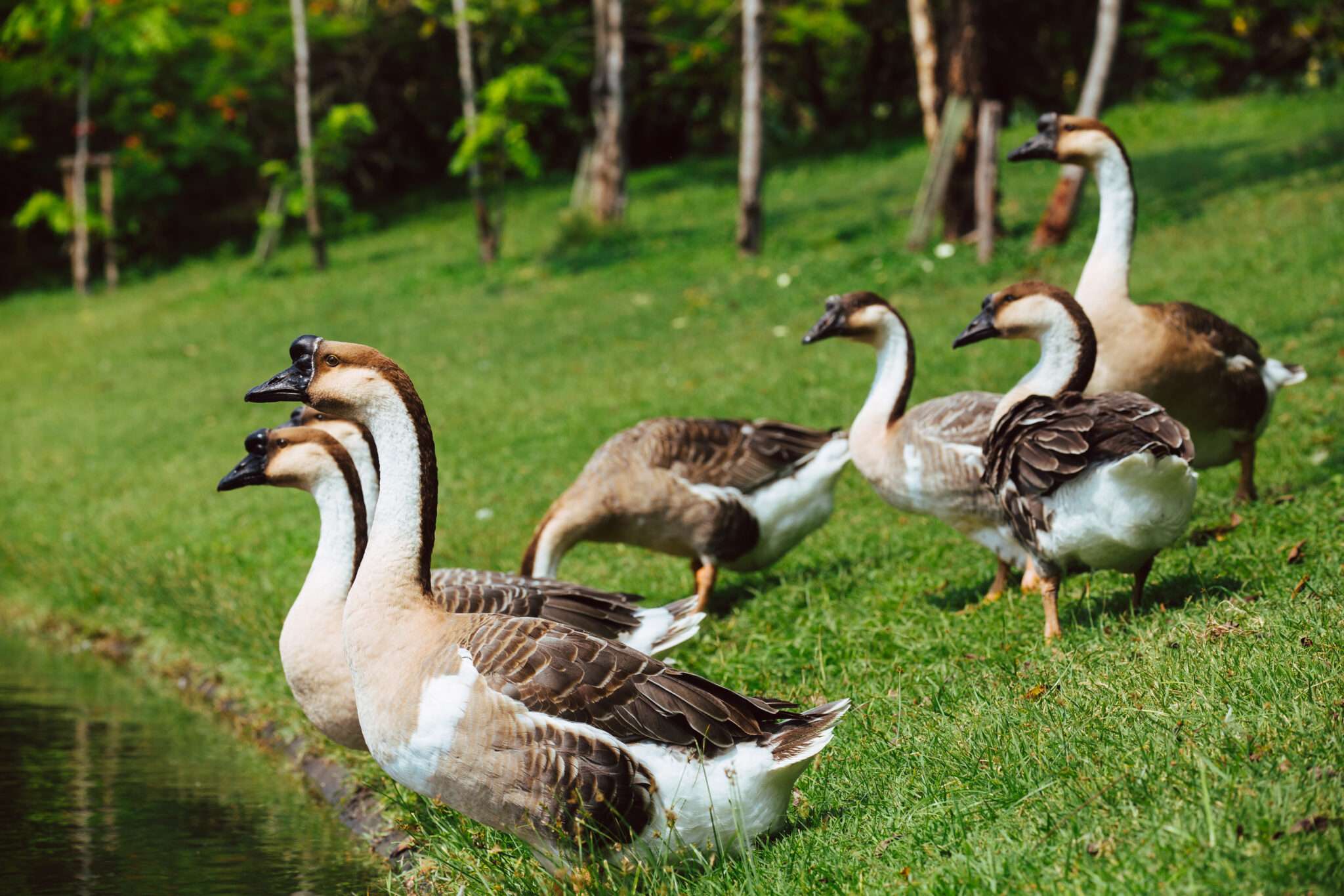 Raising Geese for Meat: A Home-Grown Holiday Goose - Backyard Poultry